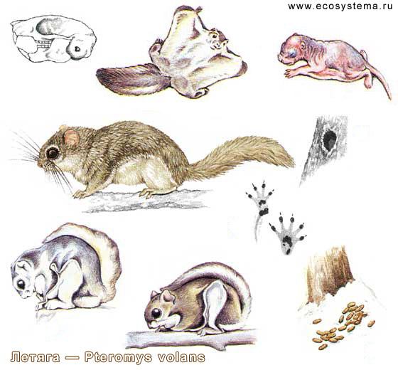 Обыкновенная летяга - Pteromys volans (Linnaeus, 1758) (очерк) (фото) (рис)