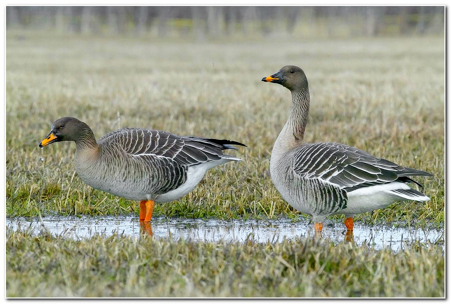 Гуменник – Anser fabalis